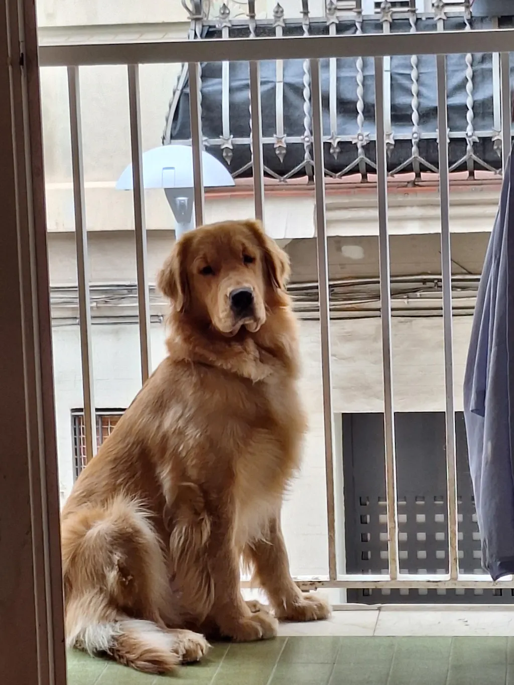 Cepillo de pelo premium para perros de bambú – The Doog Life