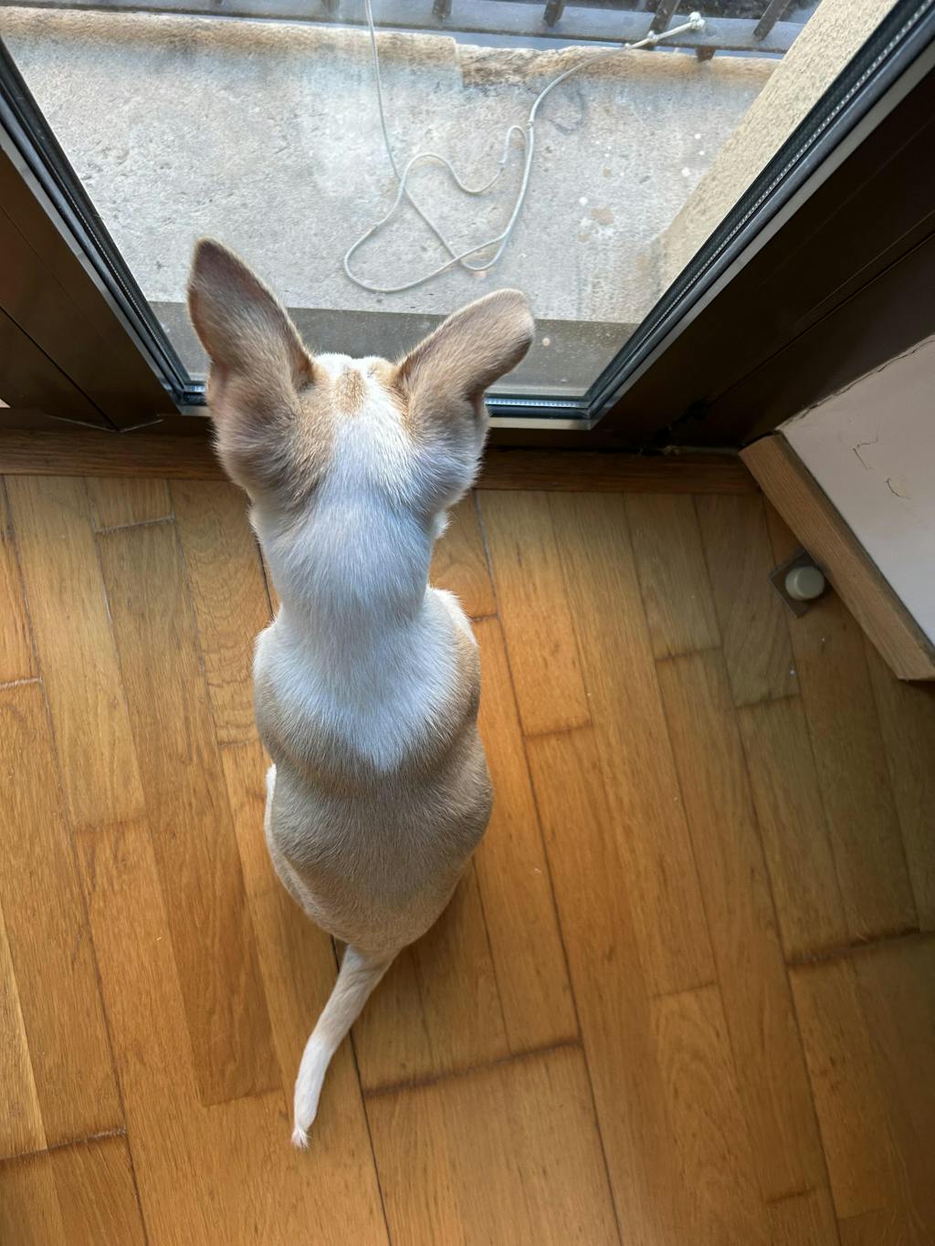 Champú y Acondicionador para perros | The Doog Life 🐶