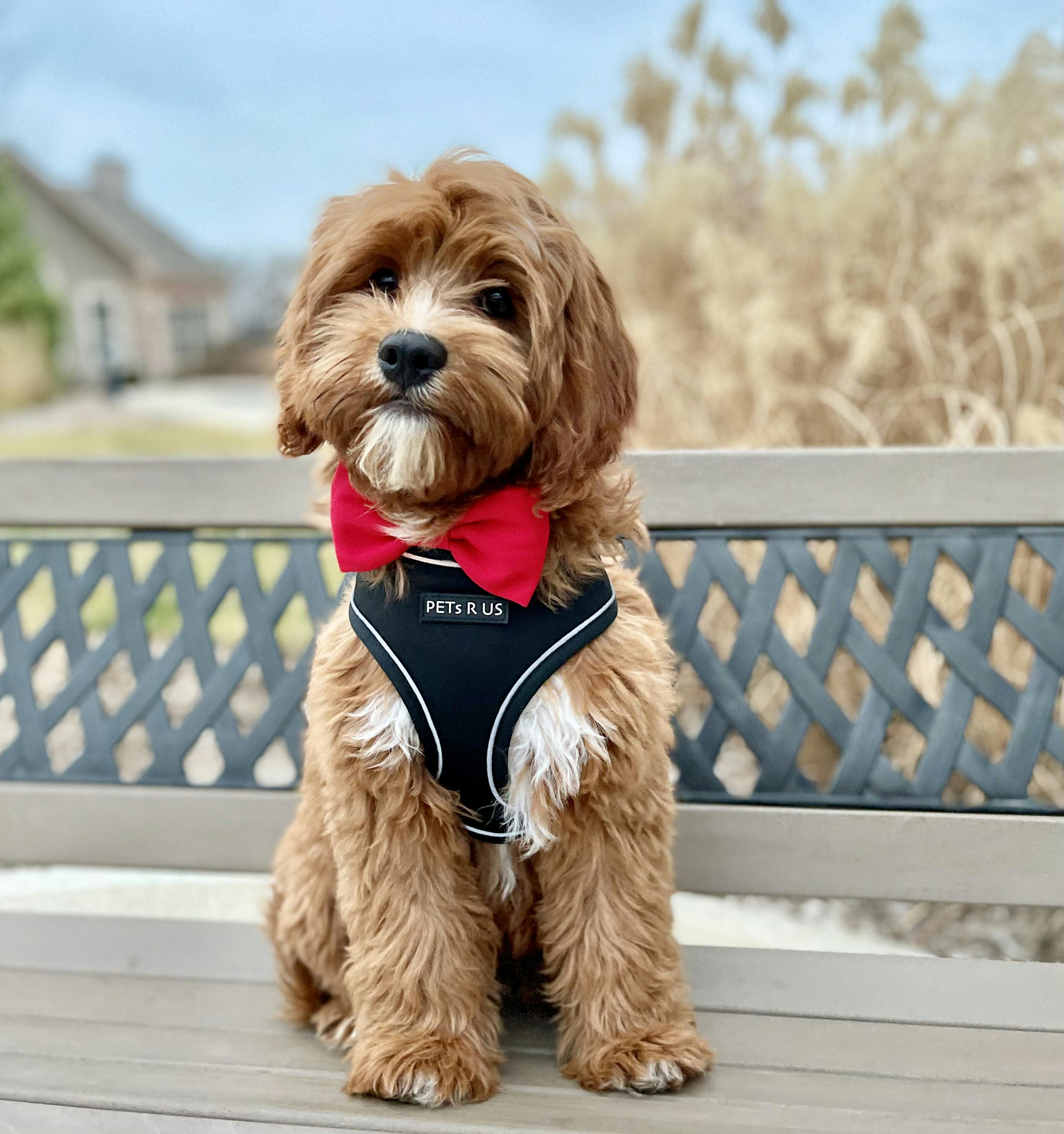 Ruby Dog Bow Tie – The Foggy Dog