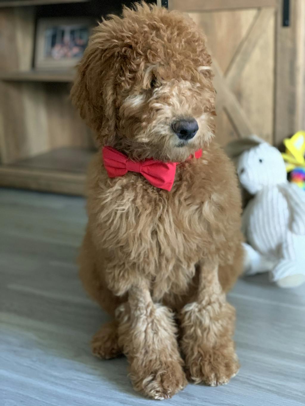 Ruby Bow Tie Collar – The Foggy Dog