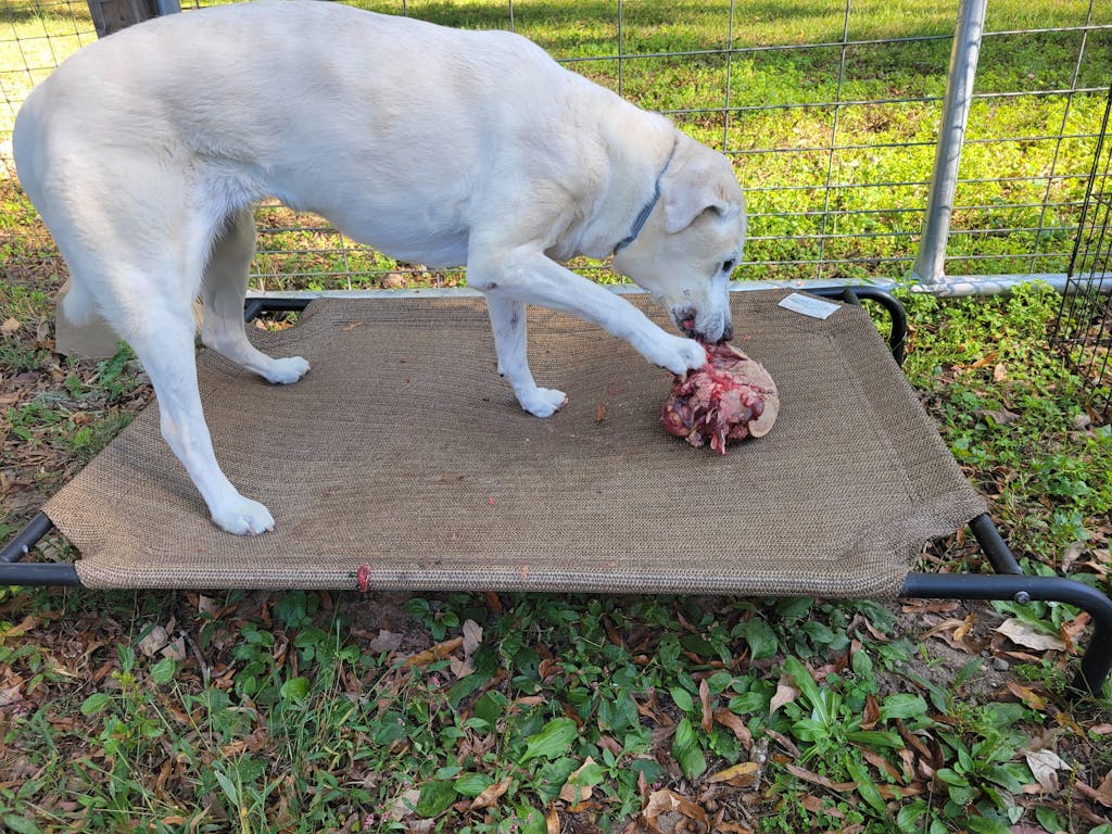 Raw Beef Knuckle Bones for Dogs | Long-Lasting Natural Chew – The ...