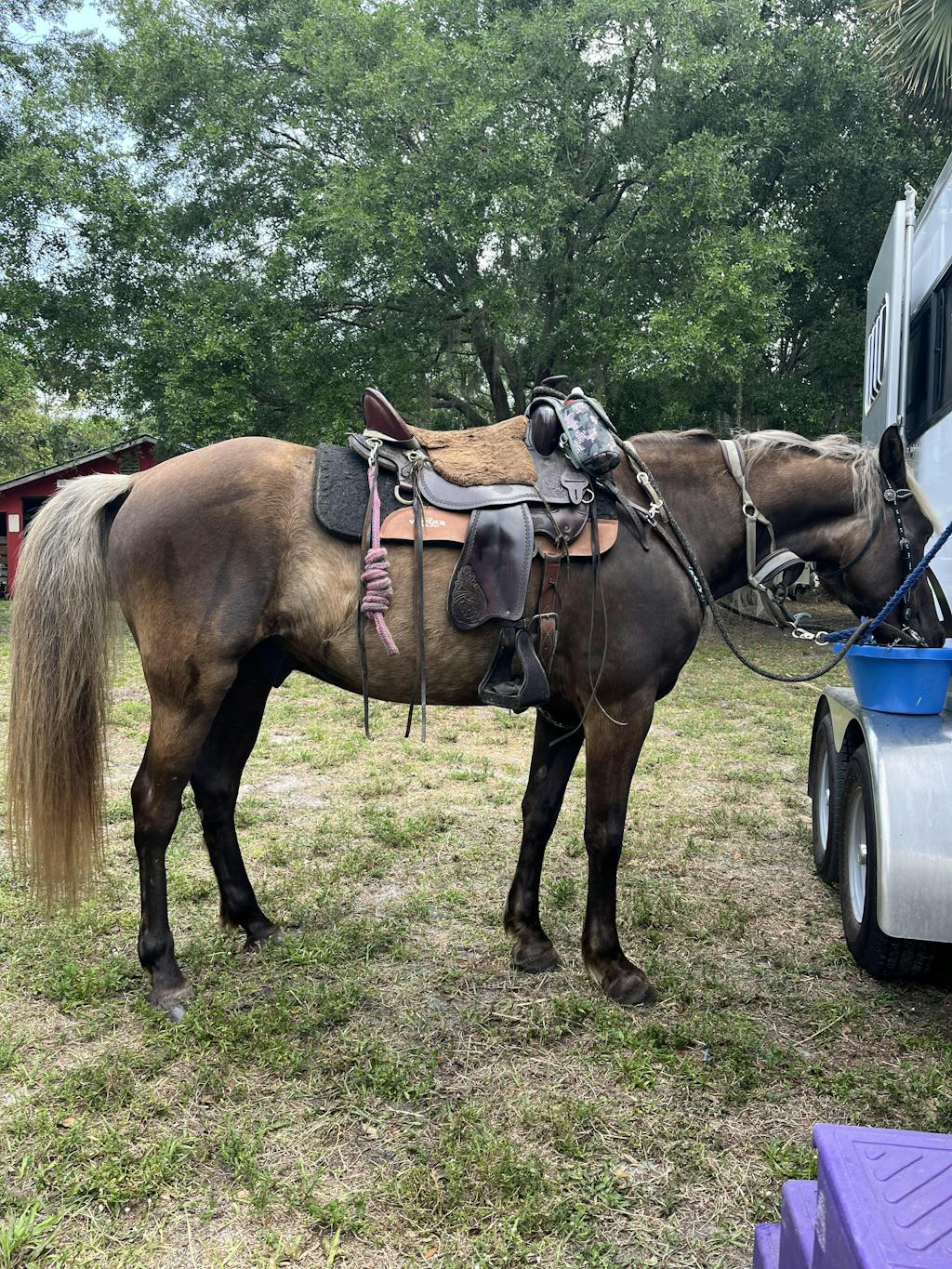UNTANGLED @ The Paddock - INTENSIVE CONDITIONER – The Gilded Paddock