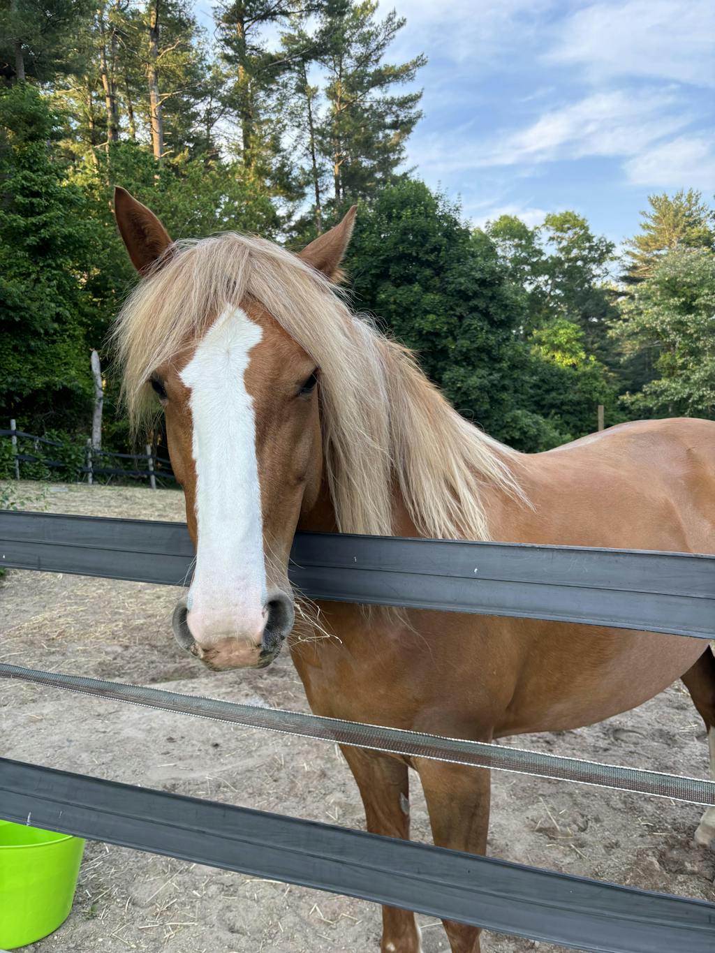 UNTANGLED @ The Paddock - INTENSIVE CONDITIONER – The Gilded Paddock