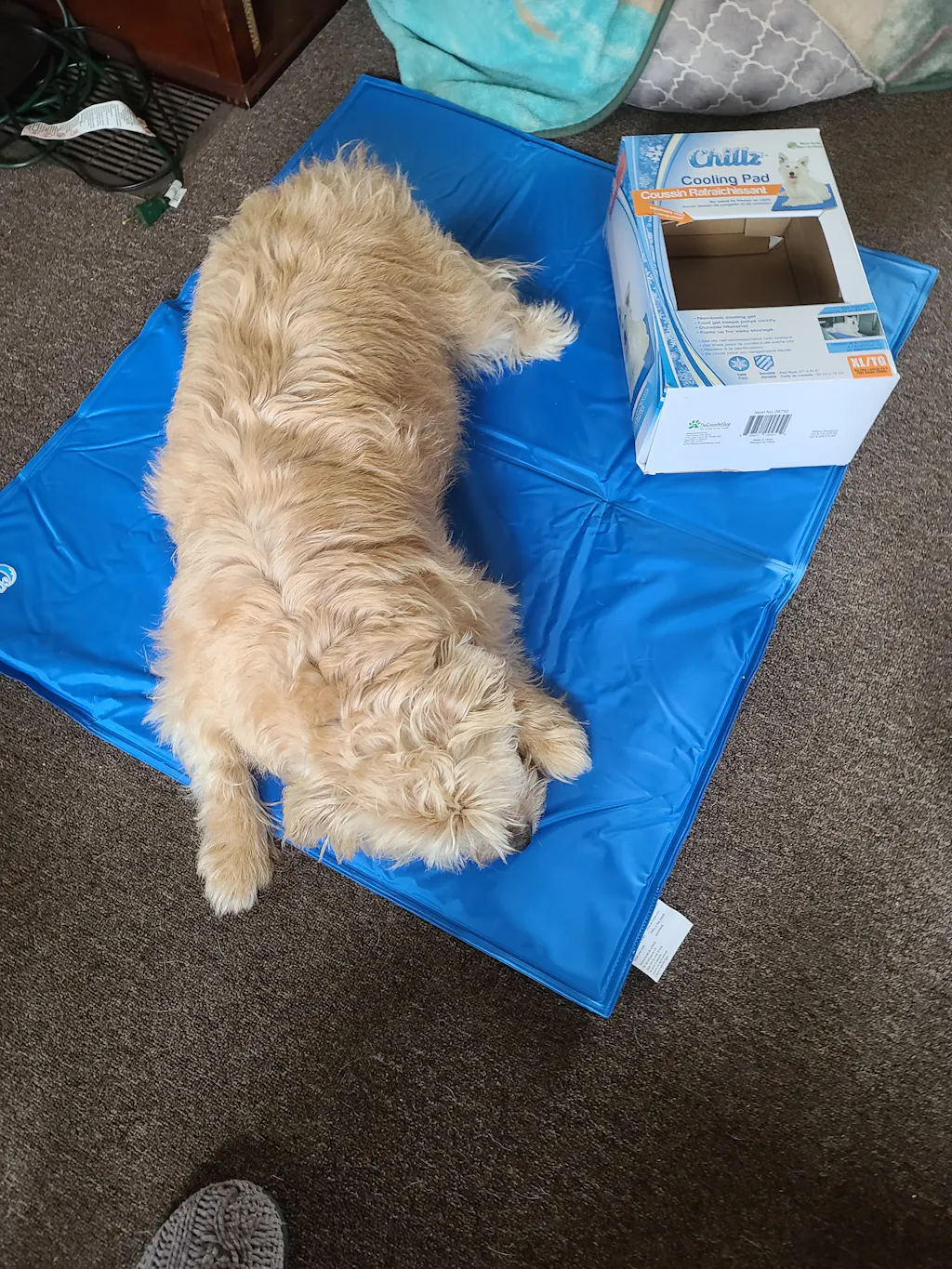 Chillz Gel Mat | Chillz Pet Cooling Mat | Green Pet