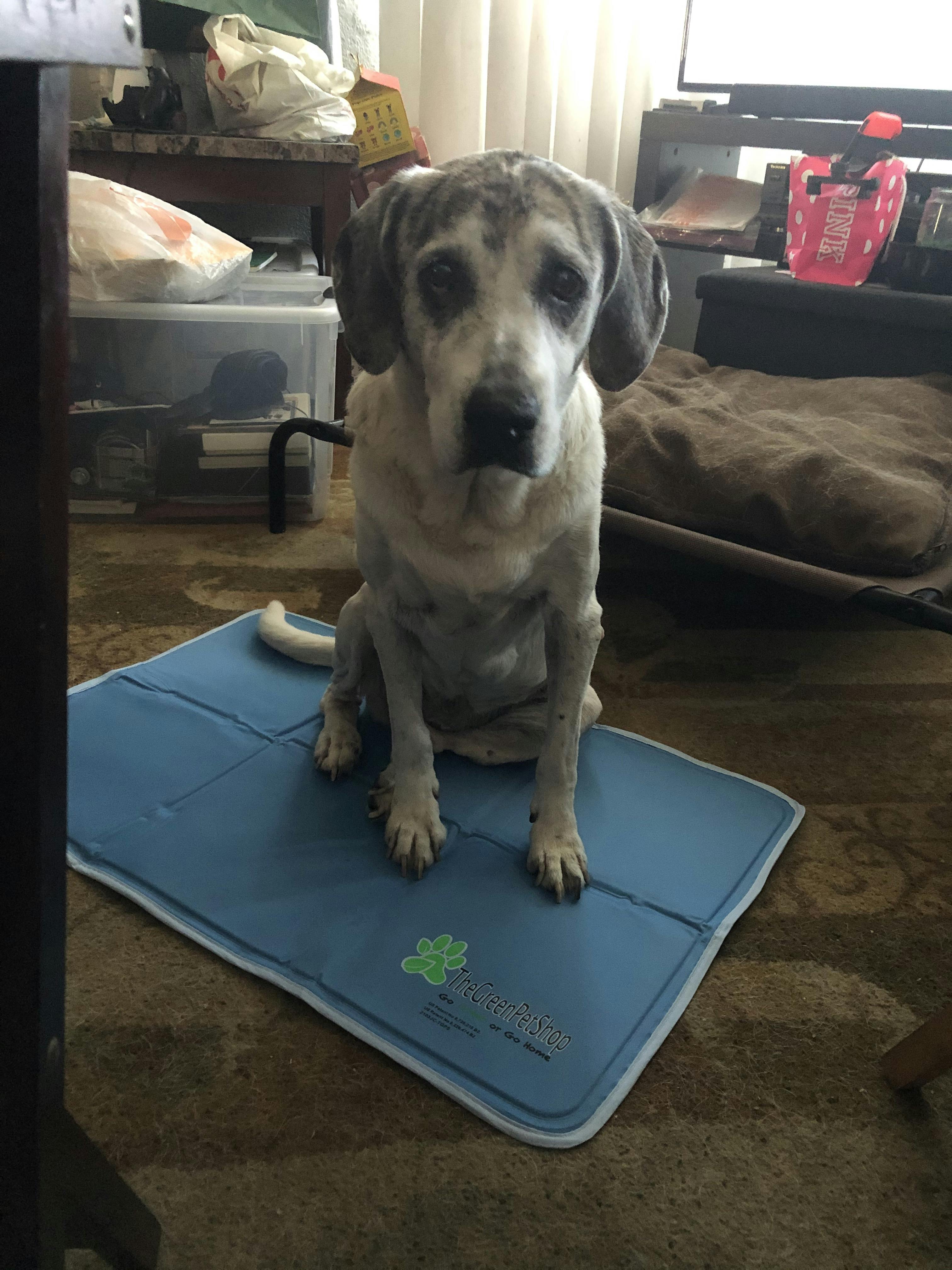 Cool Pet Pad – The Green Pet Shop