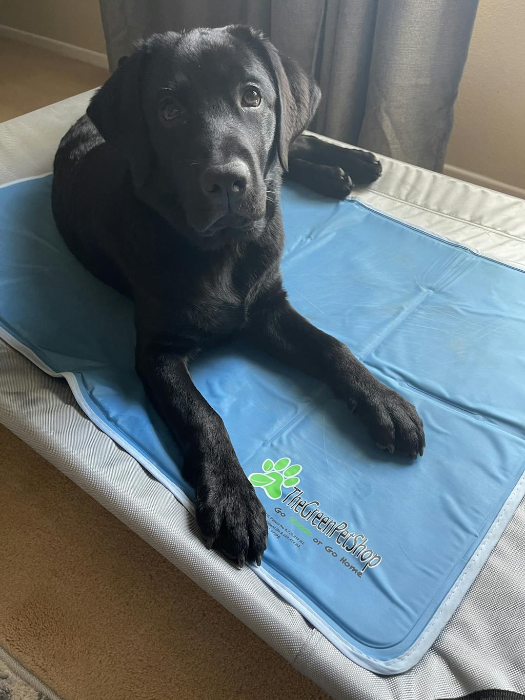 Cool Pet Pad – The Green Pet Shop