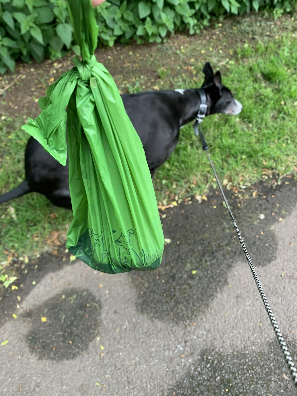 COMPOSTABLE poo bags (120) on rolls with HANDLES – The GREEN POOP BAG