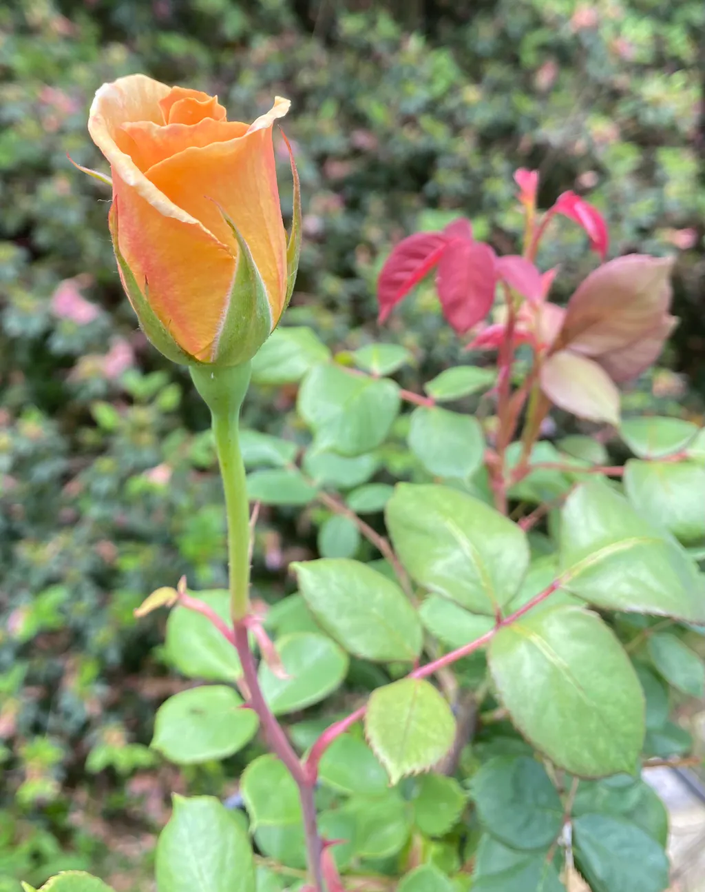 'Butterscotch' Rose For Sale Online - The Greenhouse