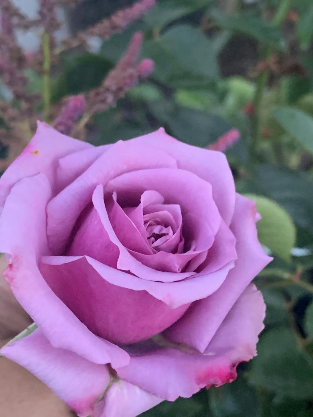 Love Song Rose - The Greenhouse