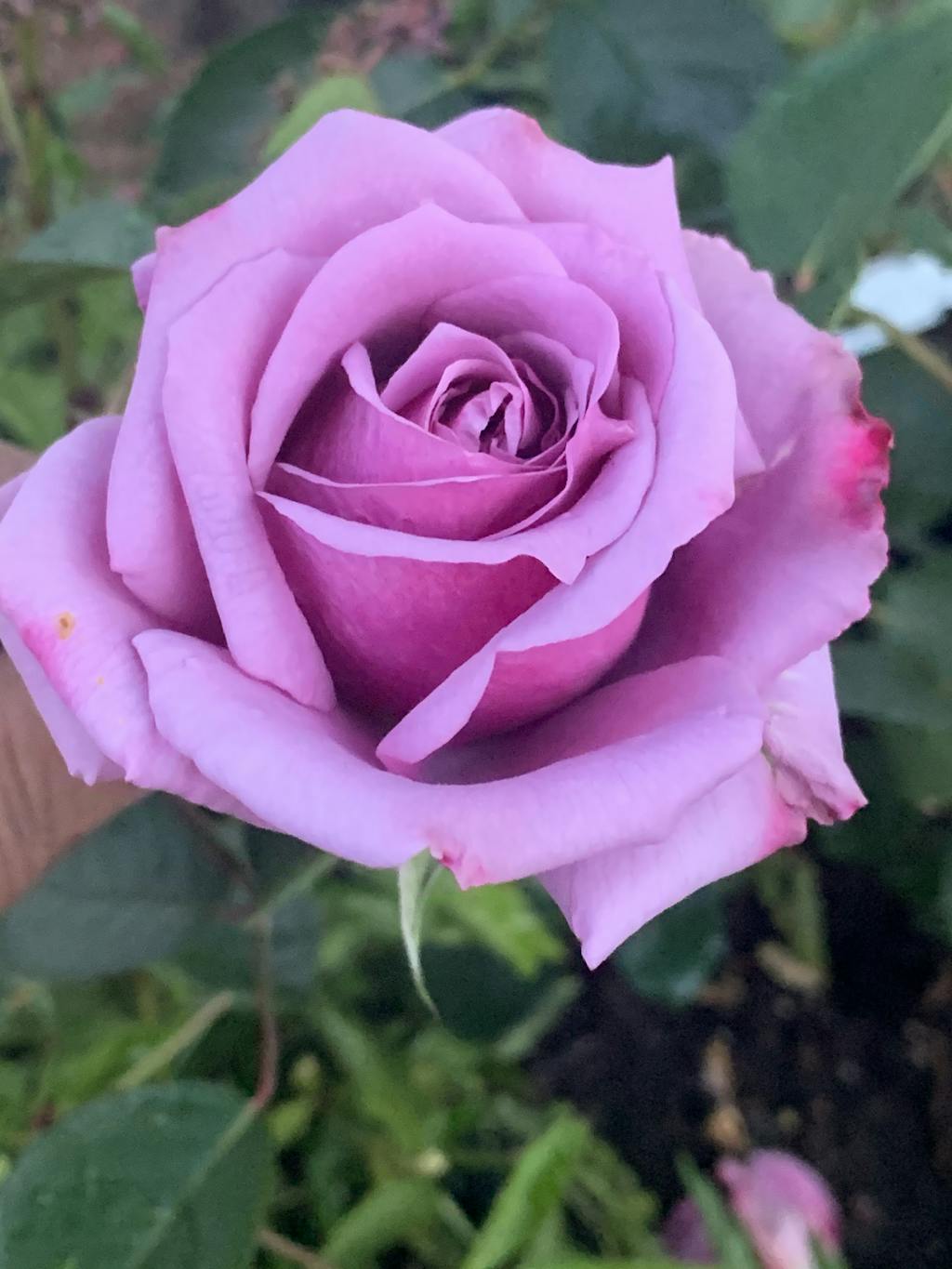 Love Song Rose - The Greenhouse