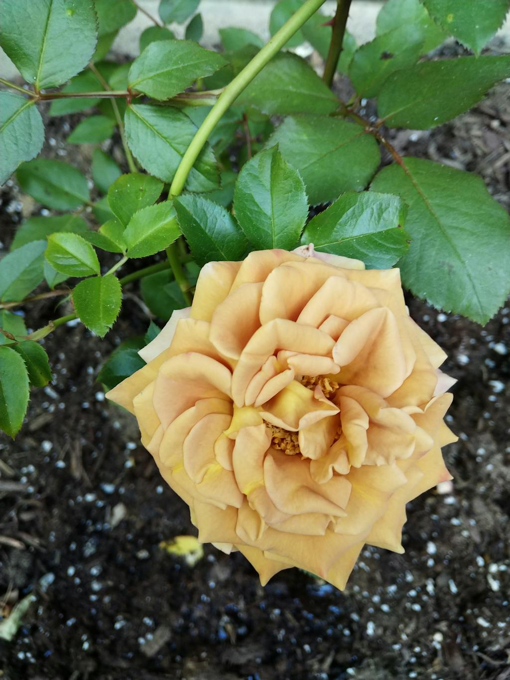 'Honey Dijon' Rose For Sale Online - The Greenhouse