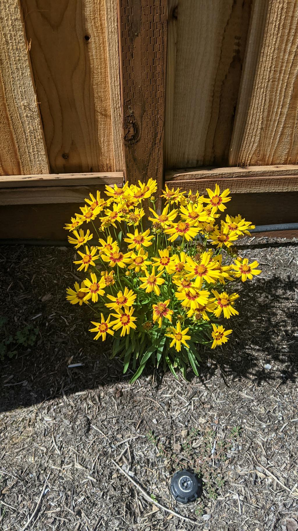 Coreopsis 'SunKiss' for Sale Online - The Greenhouse