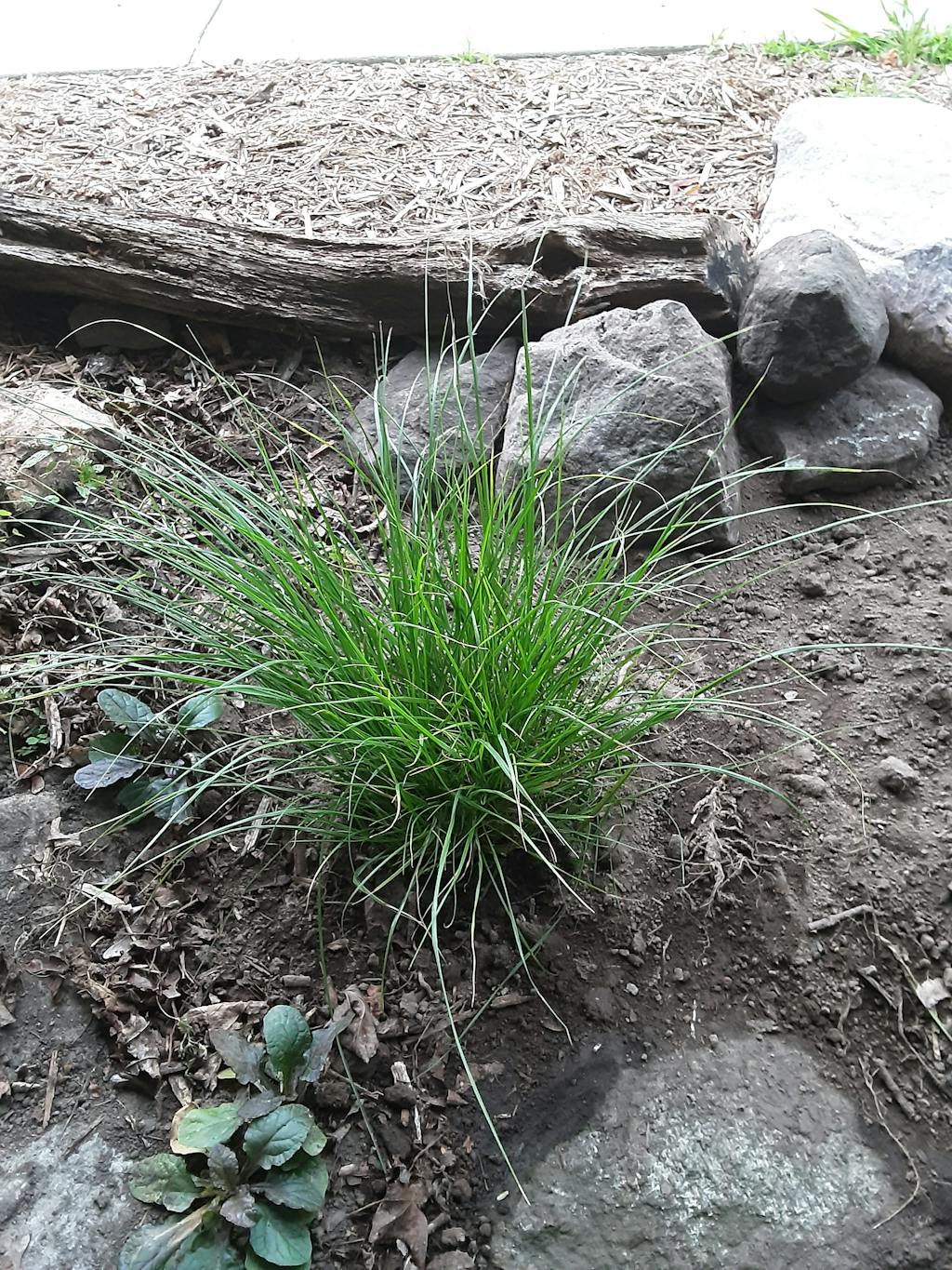 Dwarf Fountain Grass 'Hameln' for Sale Online - The Greenhouse