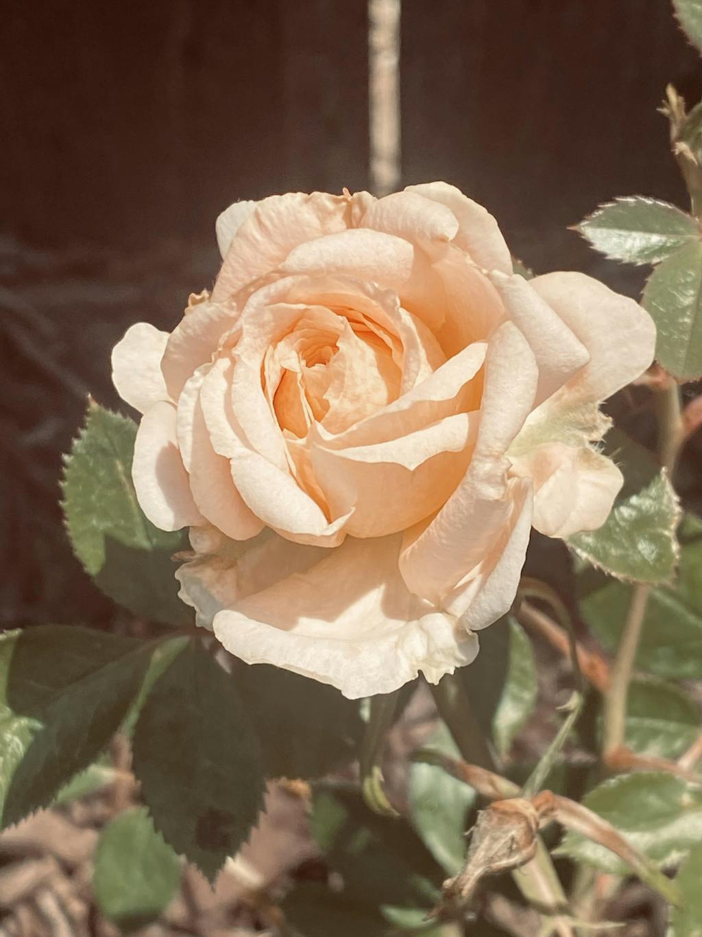 Edith's Darling™ Rose - The Greenhouse