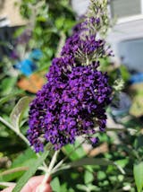 Butterfly Bush 'Buzz Magenta' for Sale Online - The Greenhouse