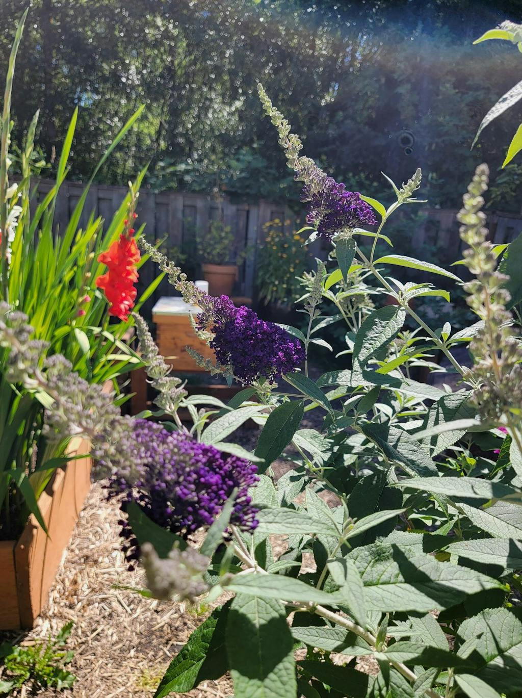 Butterfly Bush 'Buzz Magenta' for Sale Online - The Greenhouse