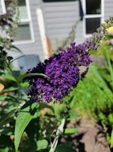 Butterfly Bush 'Buzz Magenta' for Sale Online - The Greenhouse