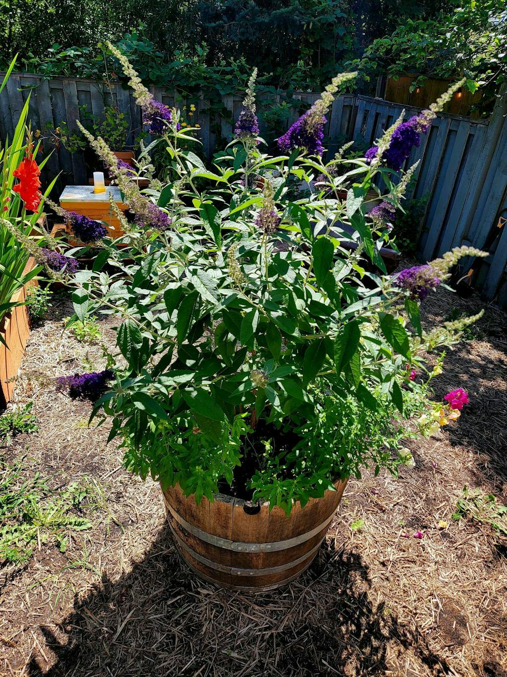 Butterfly Bush 'Buzz Magenta' for Sale Online - The Greenhouse