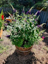 Butterfly Bush 'Buzz Magenta' for Sale Online - The Greenhouse