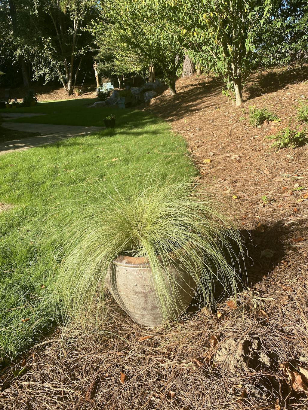 Carex Amazon Mist for Sale Online - The Greenhouse