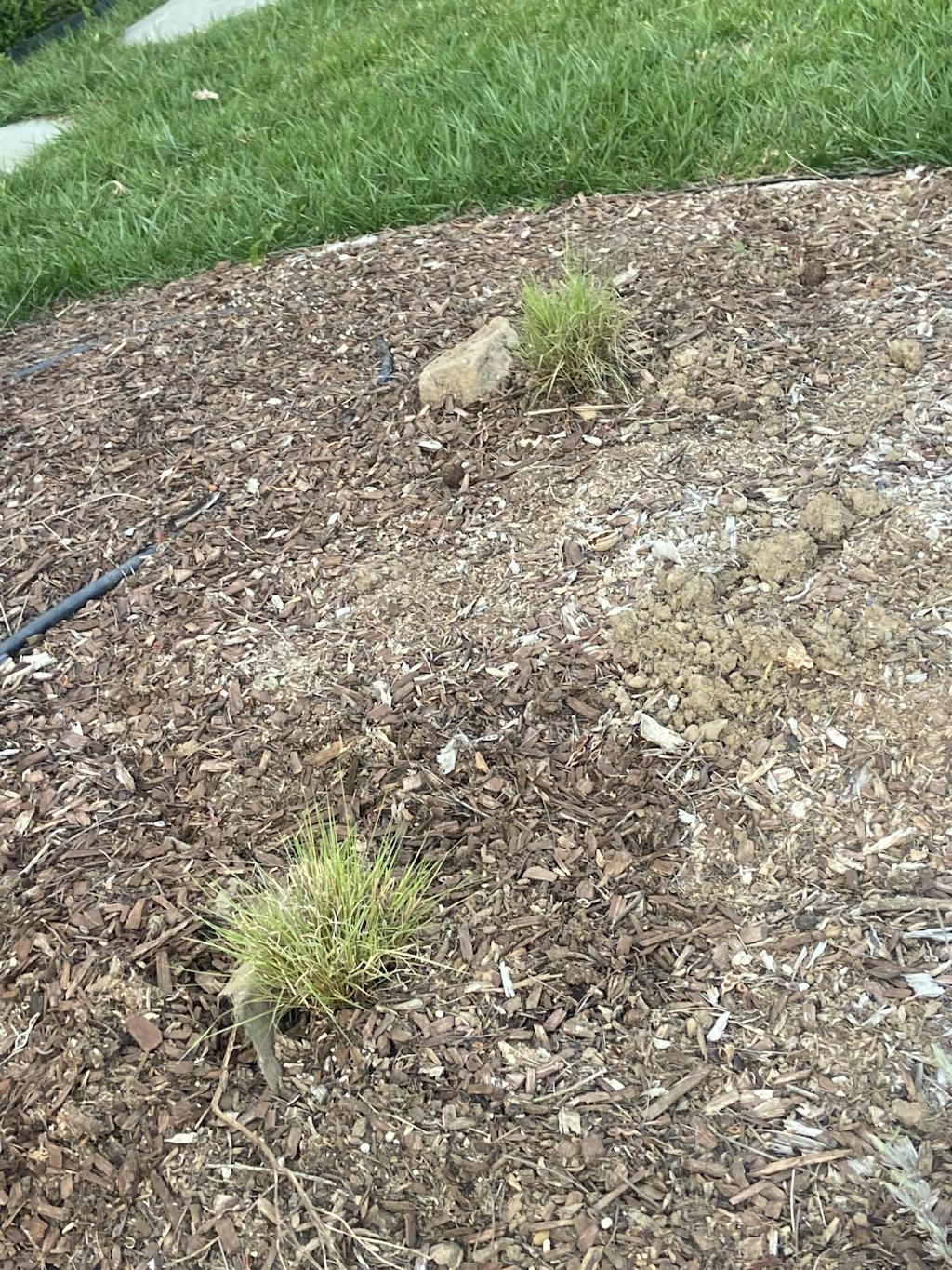 Undaunted Ruby Muhly Grass - The Greenhouse