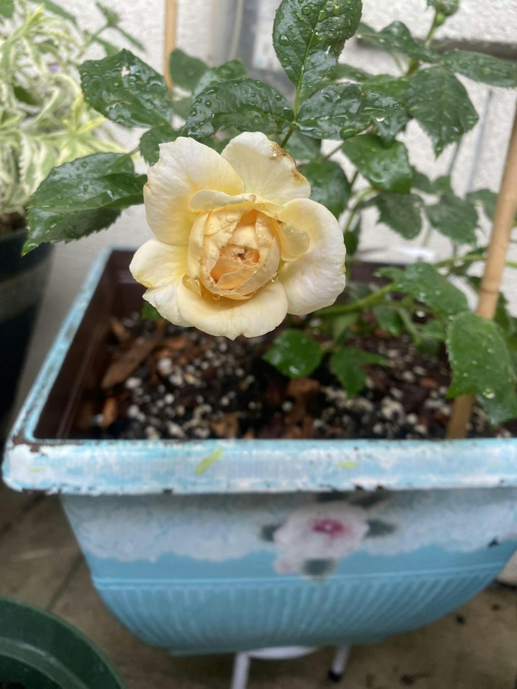 Cream Veranda® Rose - The Greenhouse