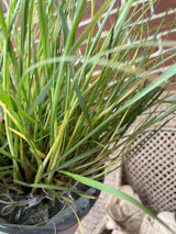 Dwarf Fountain Grass 'Hameln' for Sale Online - The Greenhouse
