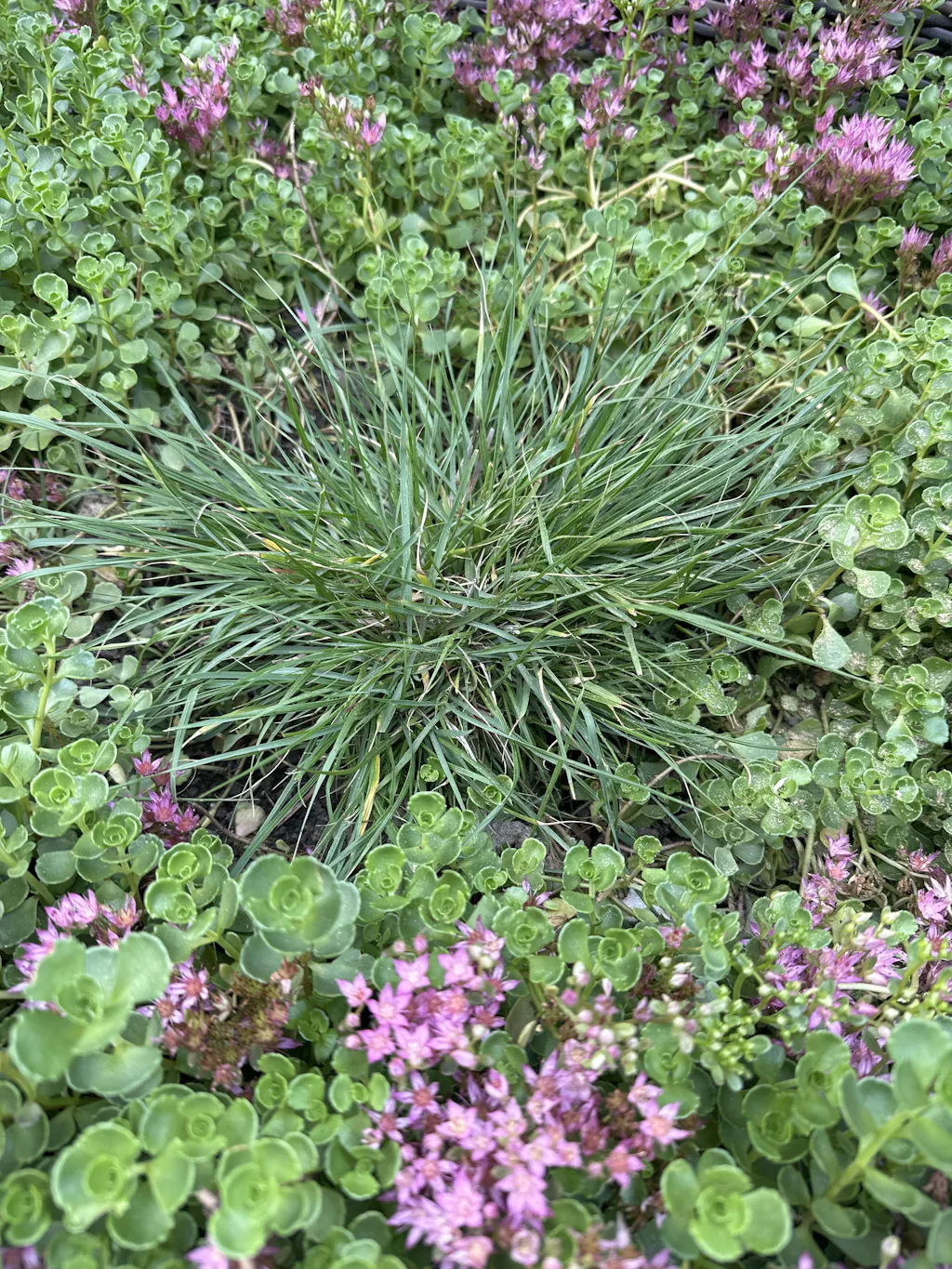 Dwarf Fountain Grass 'Hameln' for Sale Online - The Greenhouse