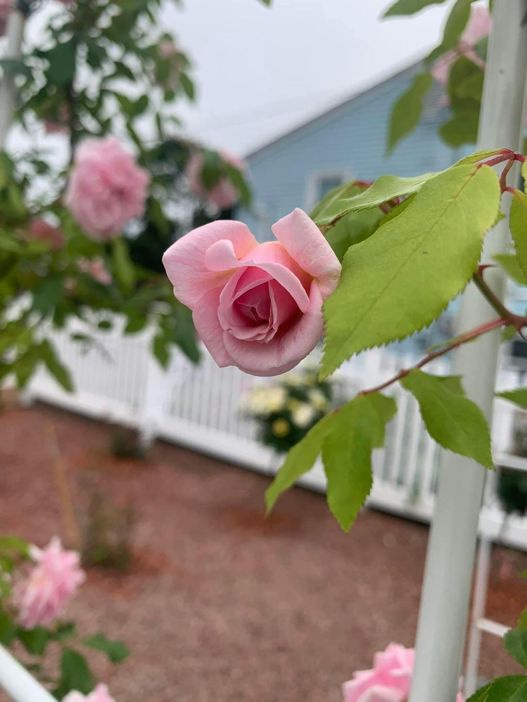 Cecile Brunner Rose - The Greenhouse