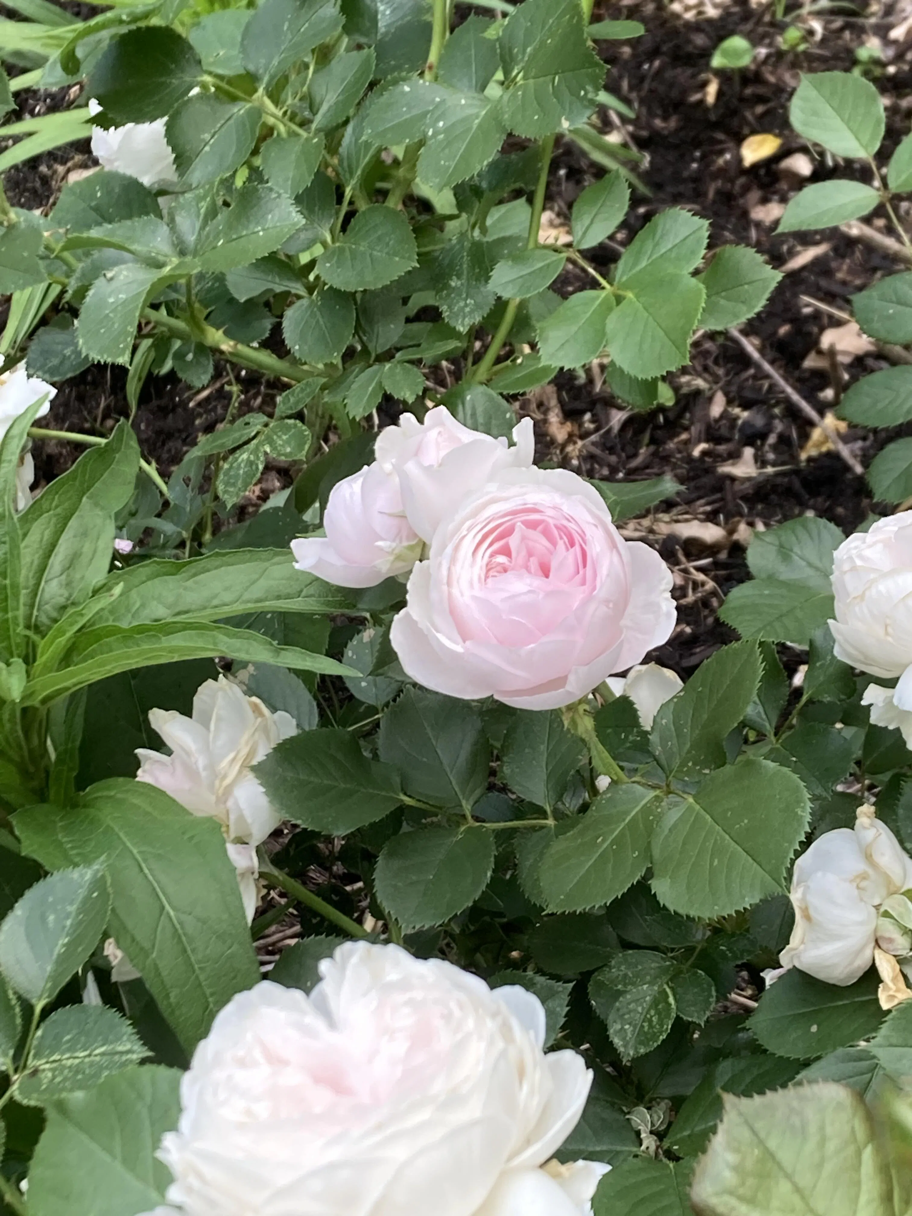 Earth Angel Parfuma® Rose - The Greenhouse