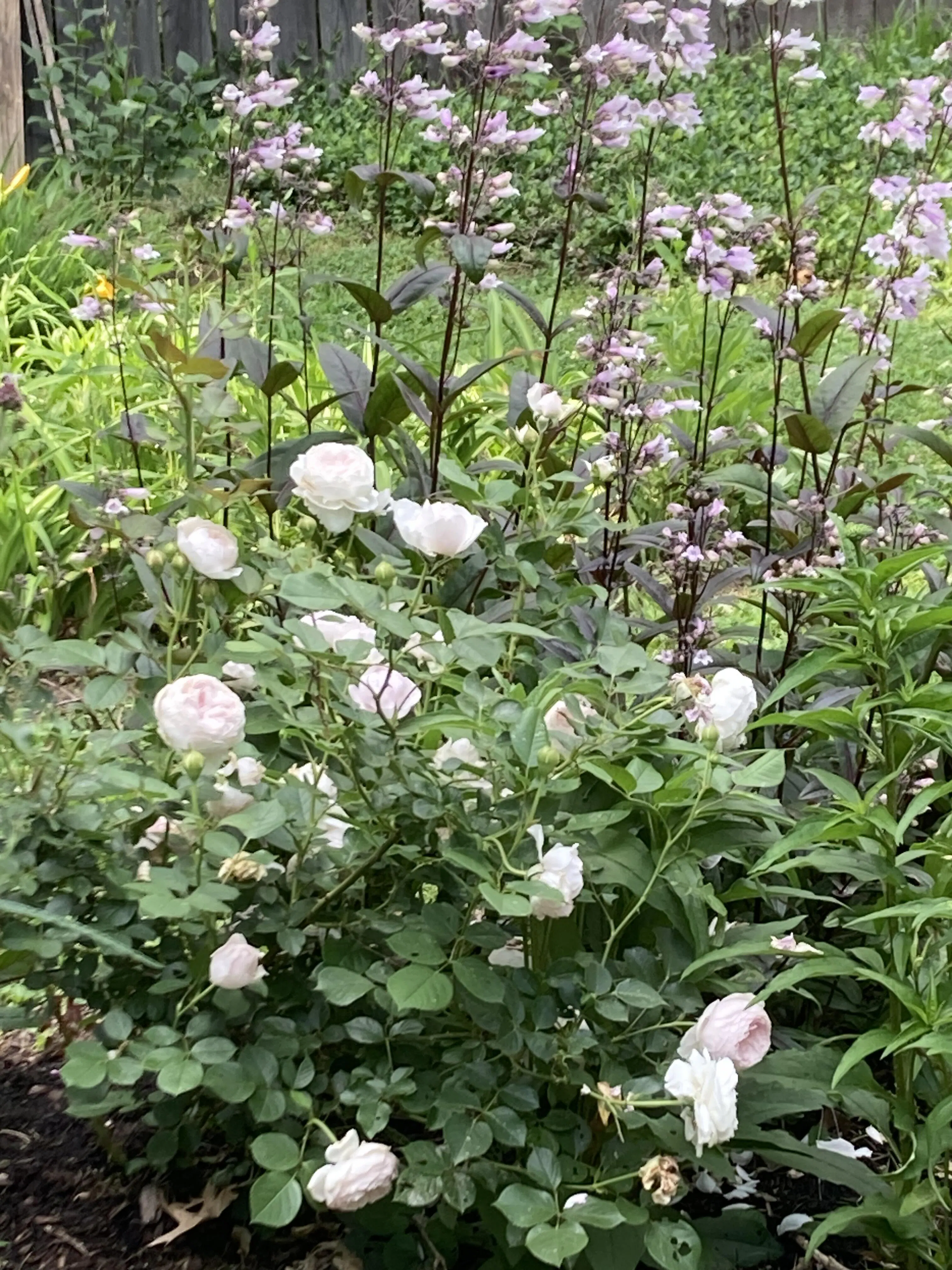Earth Angel Parfuma® Rose - The Greenhouse