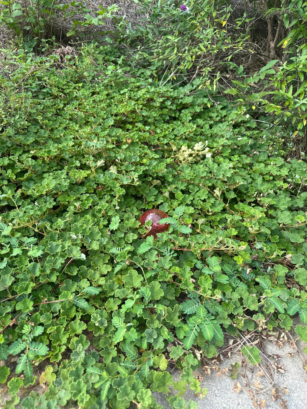 Creeping Raspberry for Sale Online - The Greenhouse