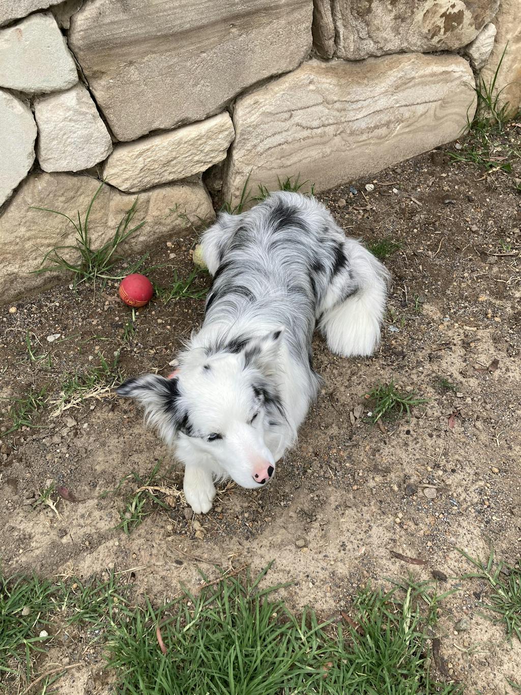 Hydro Hound – The GROOMI