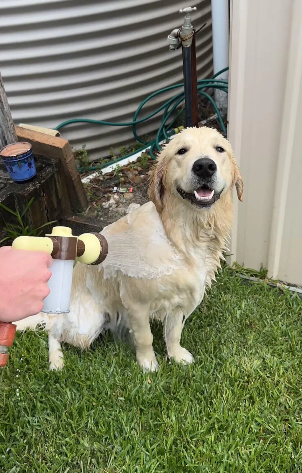 Hydro Hound Dog Wash Kit – The GROOMI