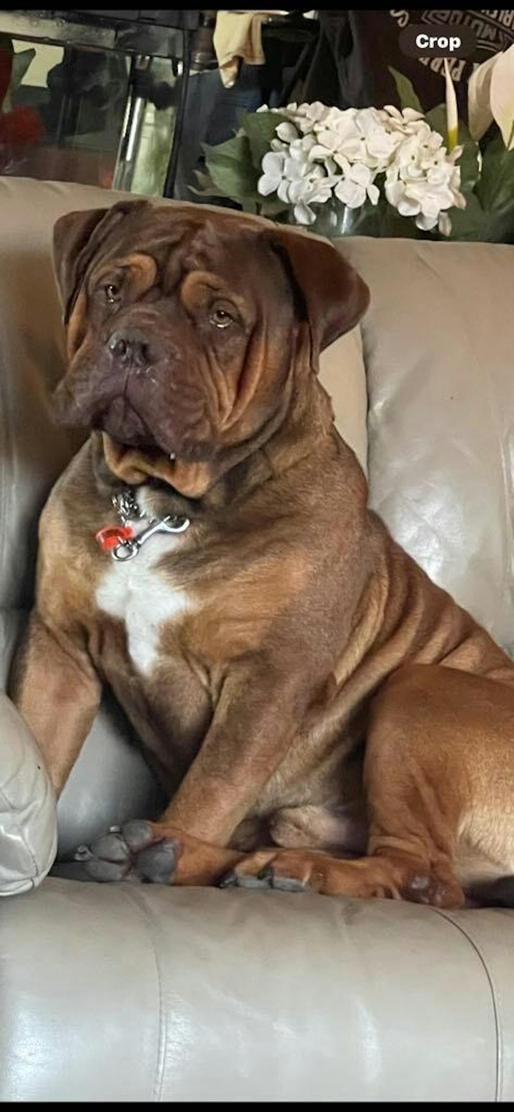 GROOMI™: Vacuum Grooming Tool, Deshedding Brush for Dogs & Cats – The ...