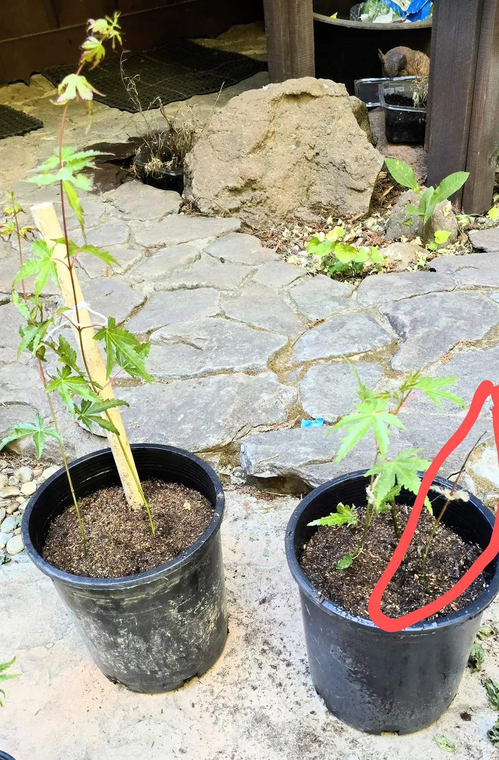 Japanese Maple | Small Tree Seedling – The Jonsteen Company