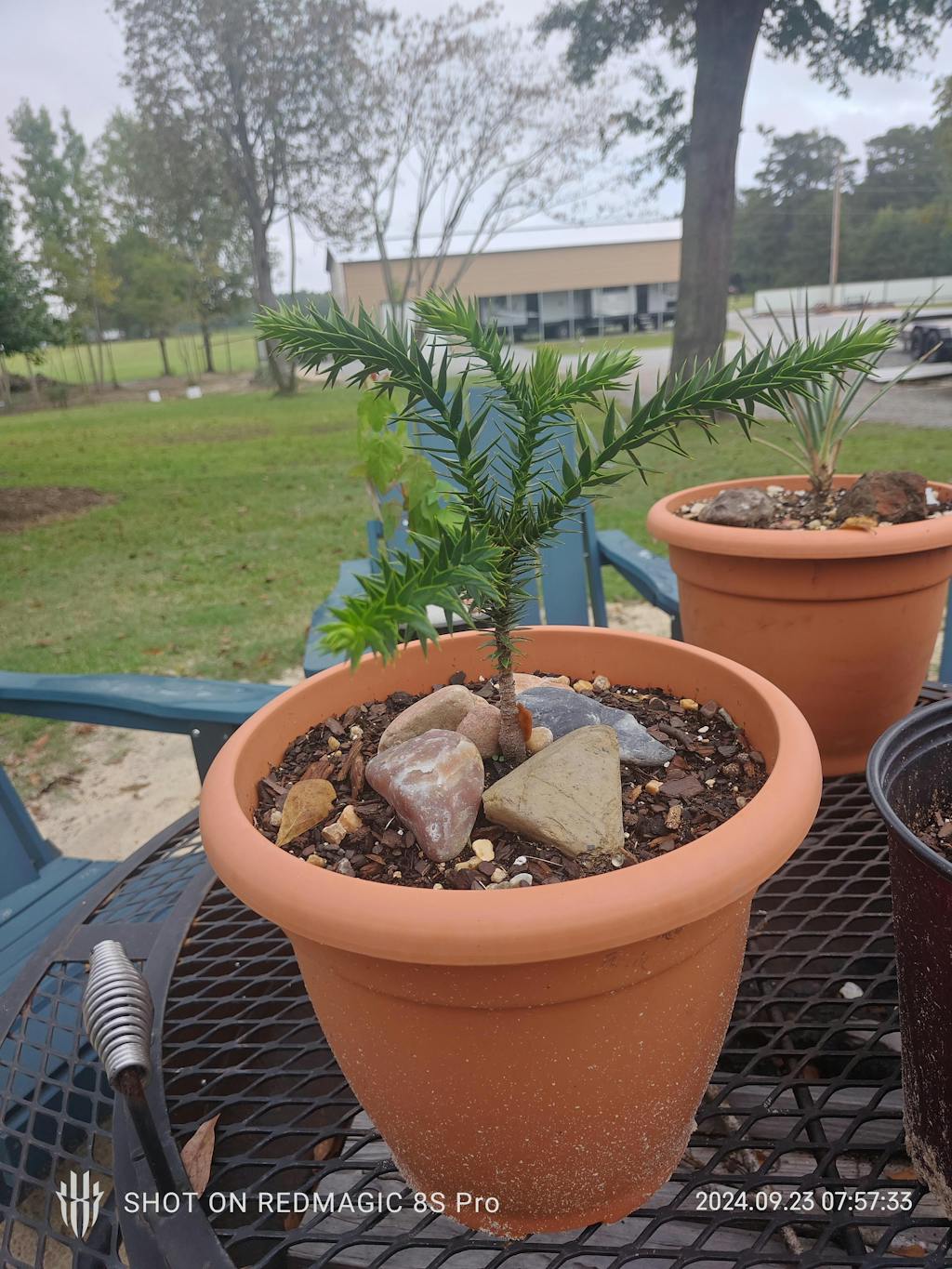 Chilean Monkey Puzzle | Medium Tree Seedling – The Jonsteen Company