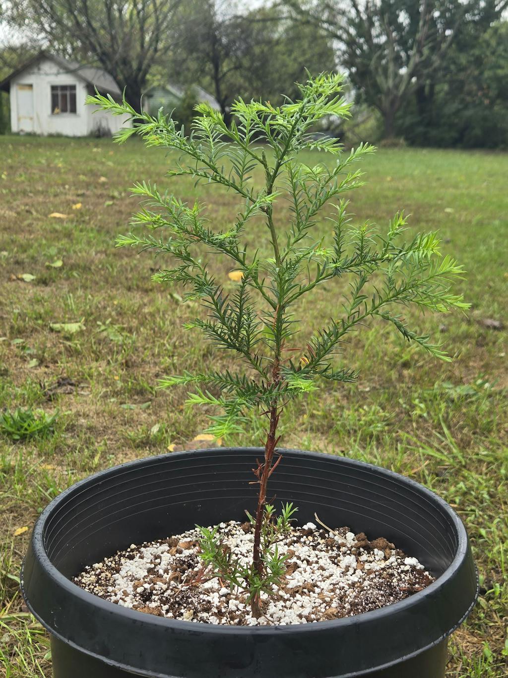 Coast Redwood | Medium Tree Seedling – The Jonsteen Company