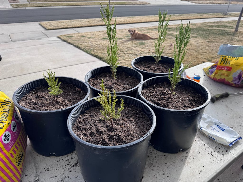 Giant Sequoia | Small Tree Seedling – The Jonsteen Company