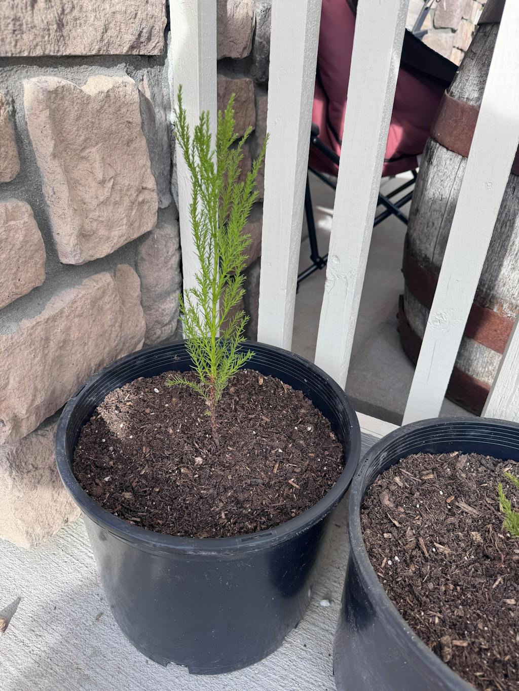 Giant Sequoia | Small Tree Seedling – The Jonsteen Company