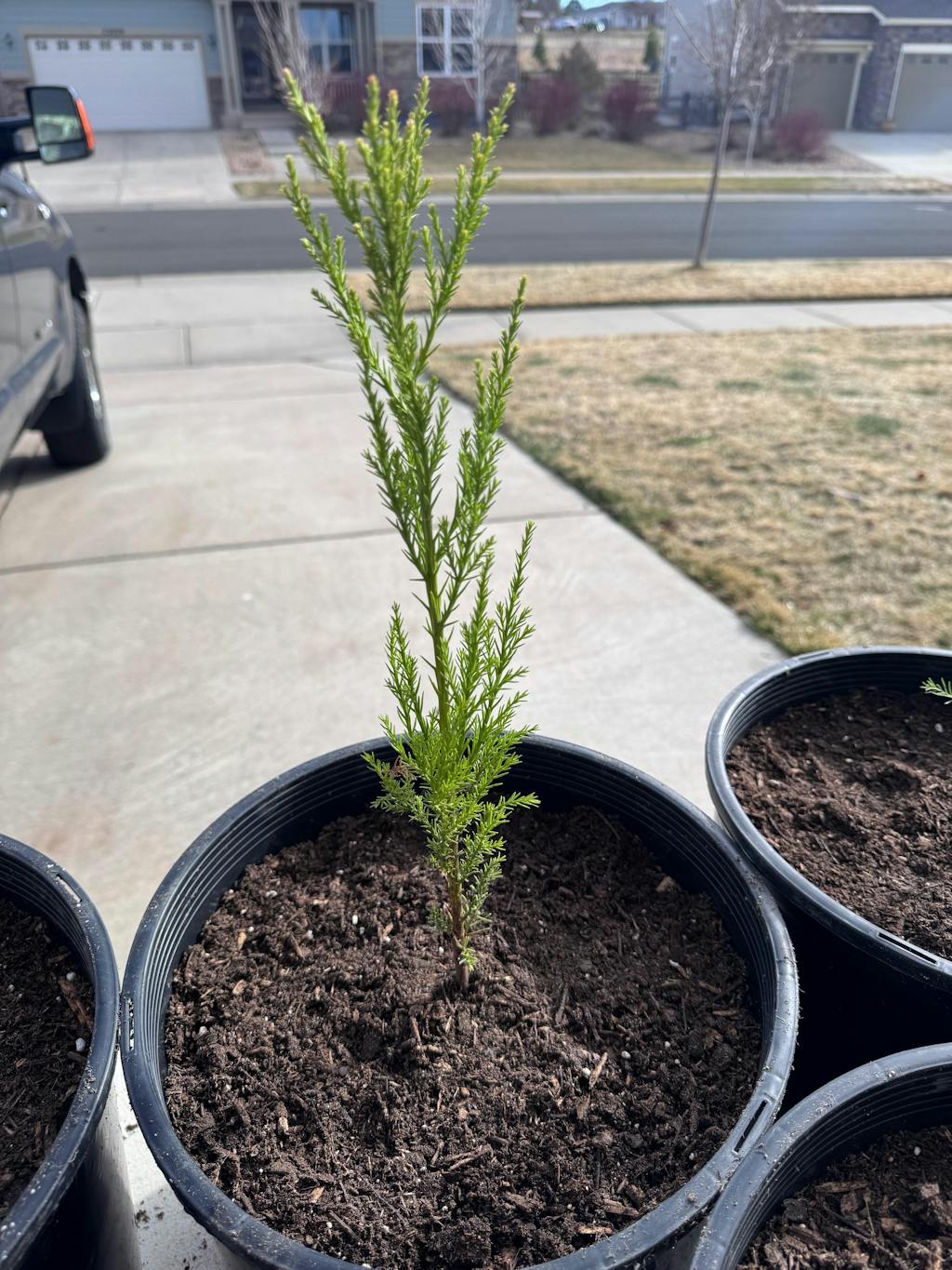 Giant Sequoia | Small Tree Seedling – The Jonsteen Company