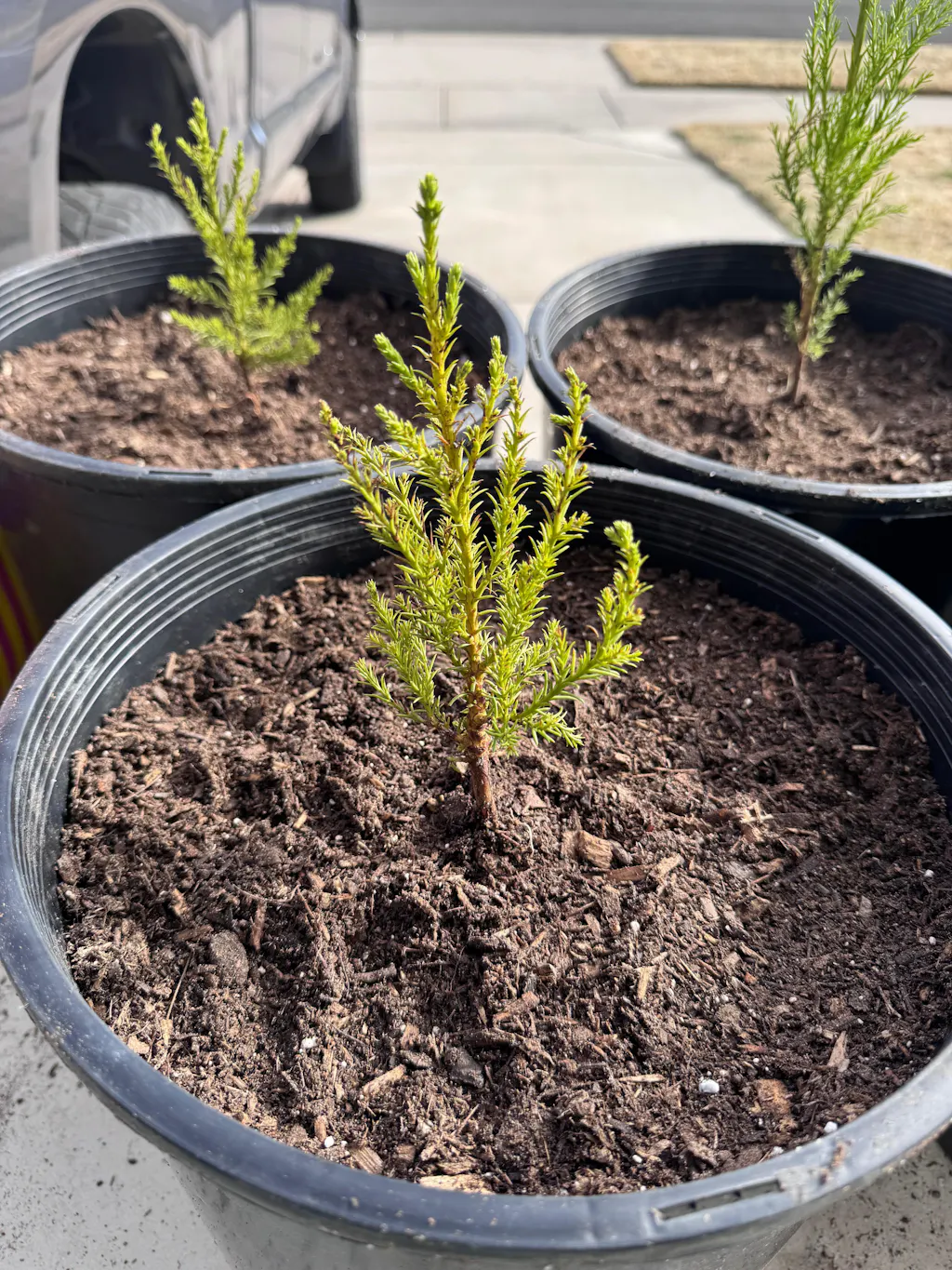 Giant Sequoia | Medium Tree Seedling – The Jonsteen Company