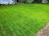 The Lawn Pack - The Ultimate Lawn Transformation Kit