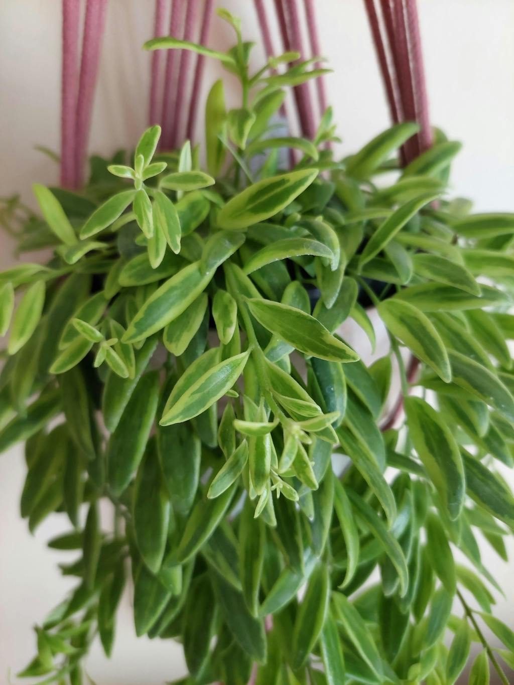 Columnea Arguta (variegated) - Goldfish Plant – The Lily Pot