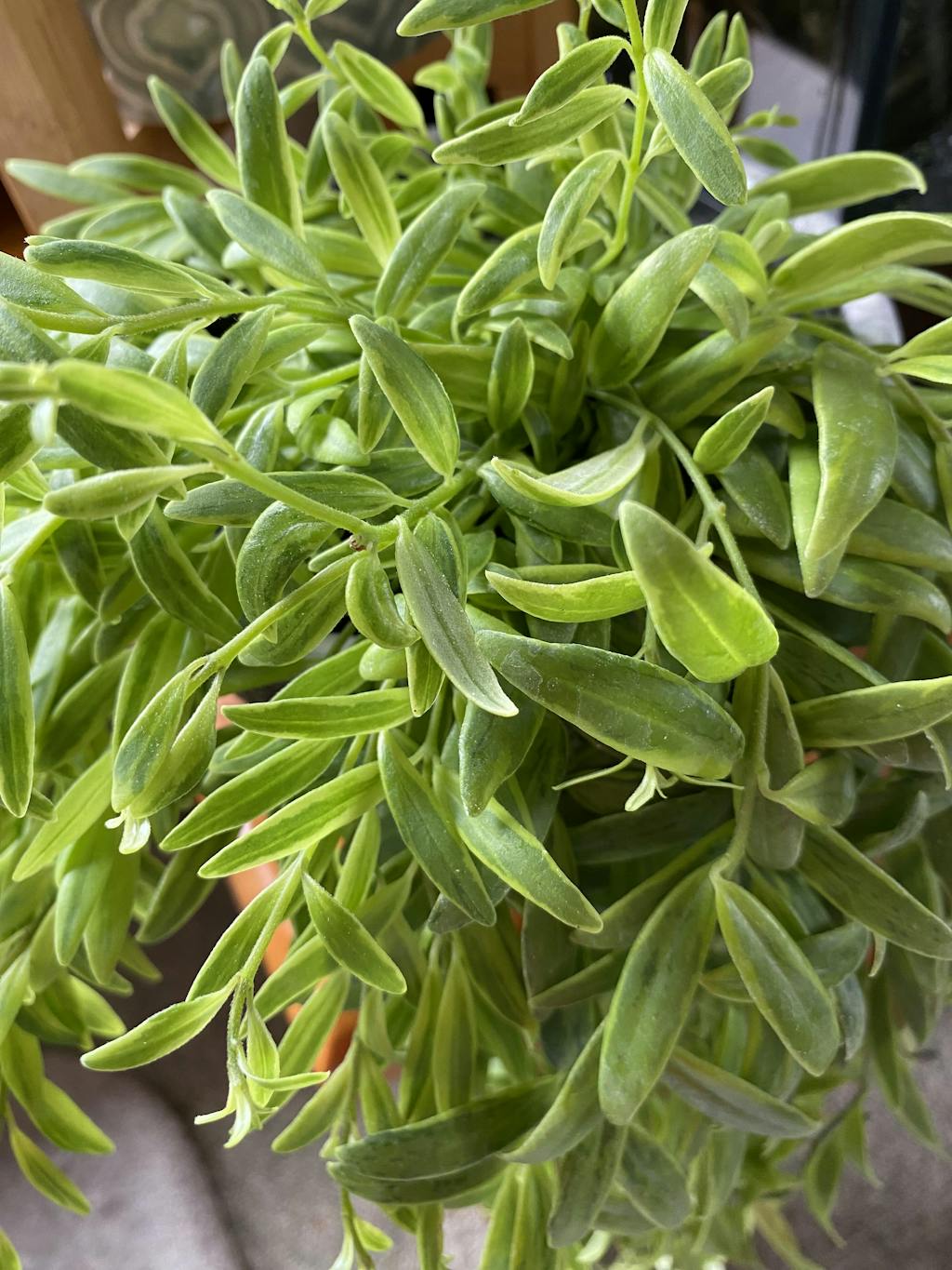 Columnea Arguta (variegated) - Goldfish Plant – The Lily Pot