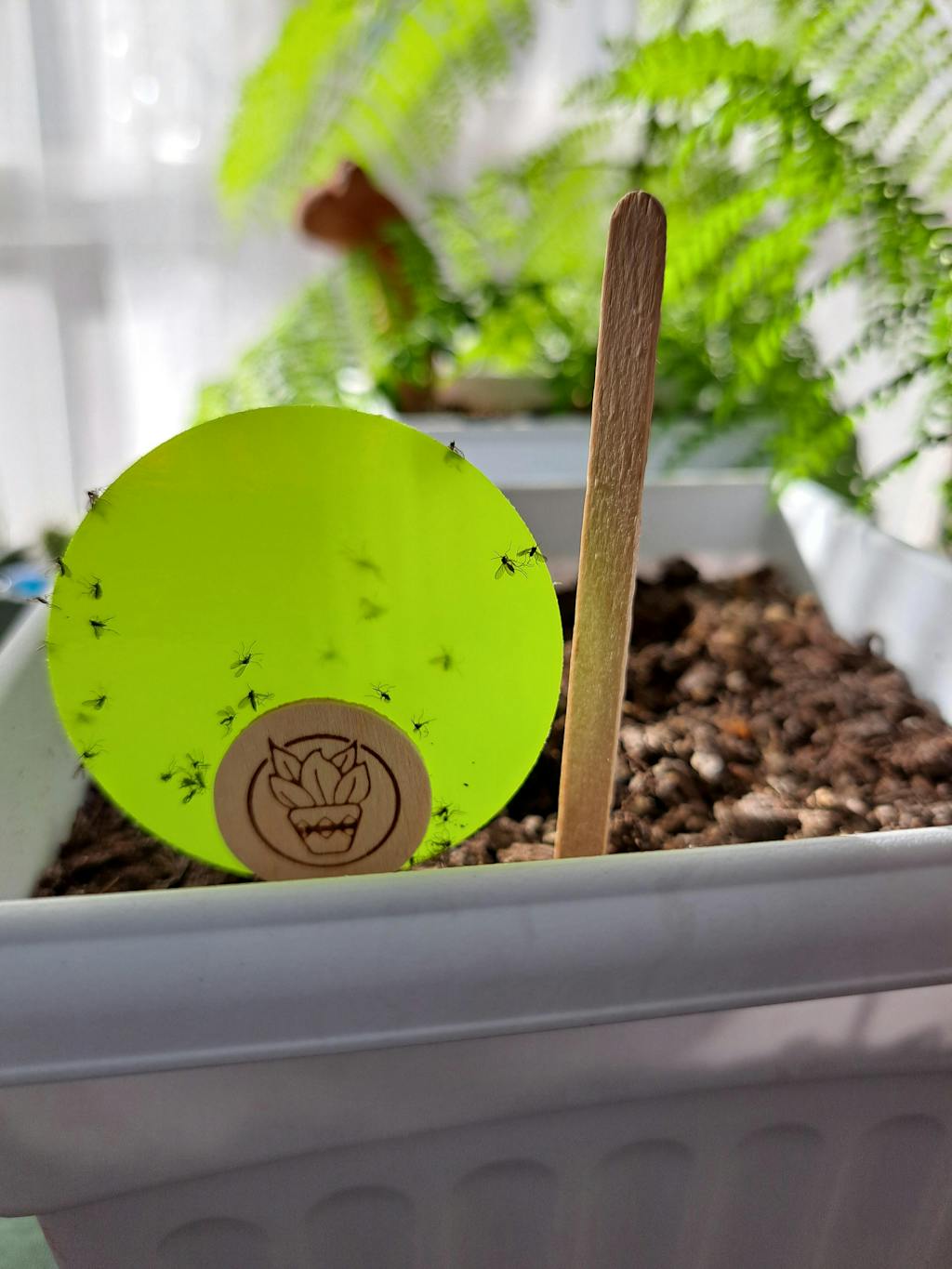 Green Gnat Traps – The Lily Pot