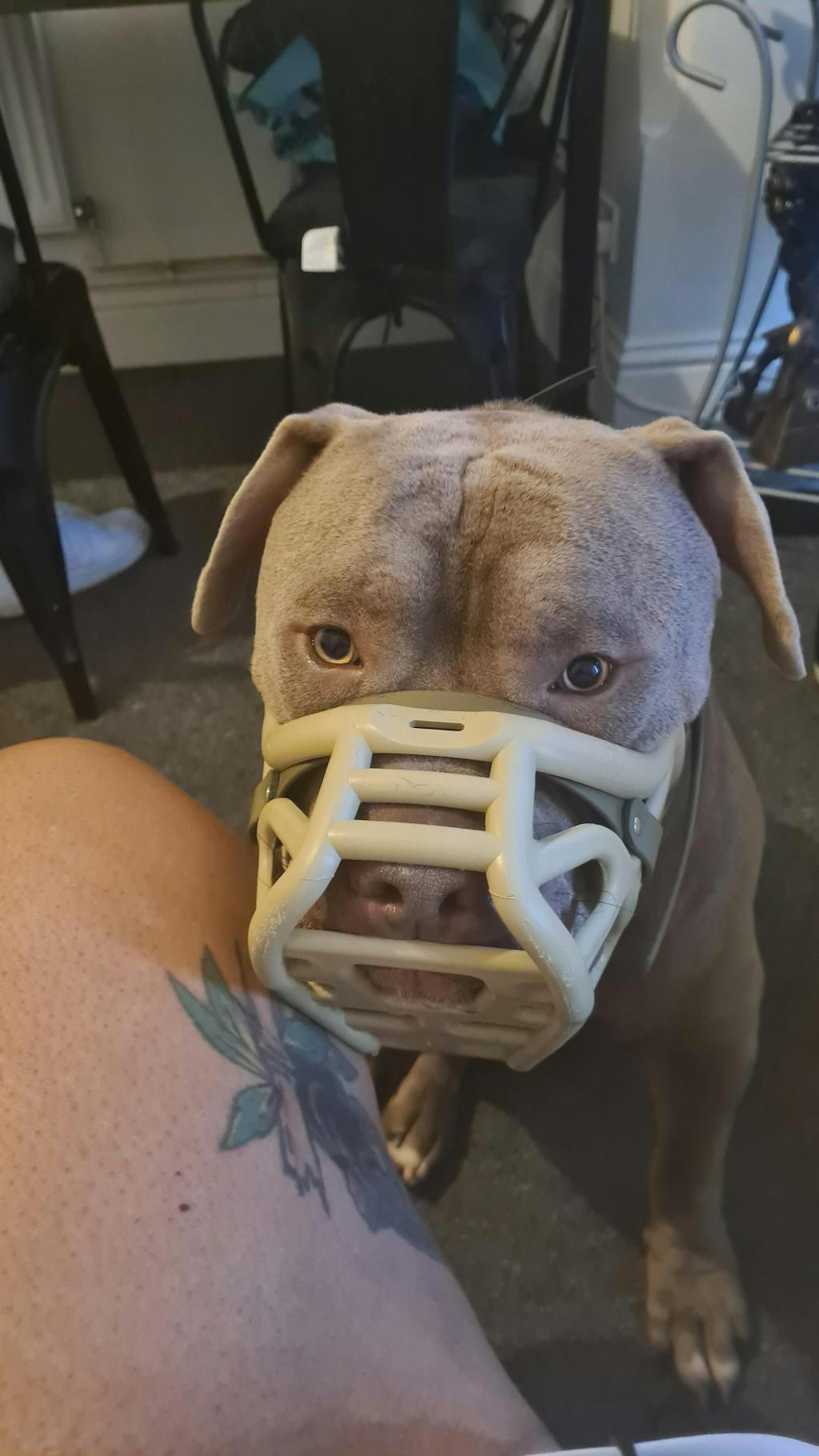 The Ultimate Muzzle Training Guide– The Muzzle Movement