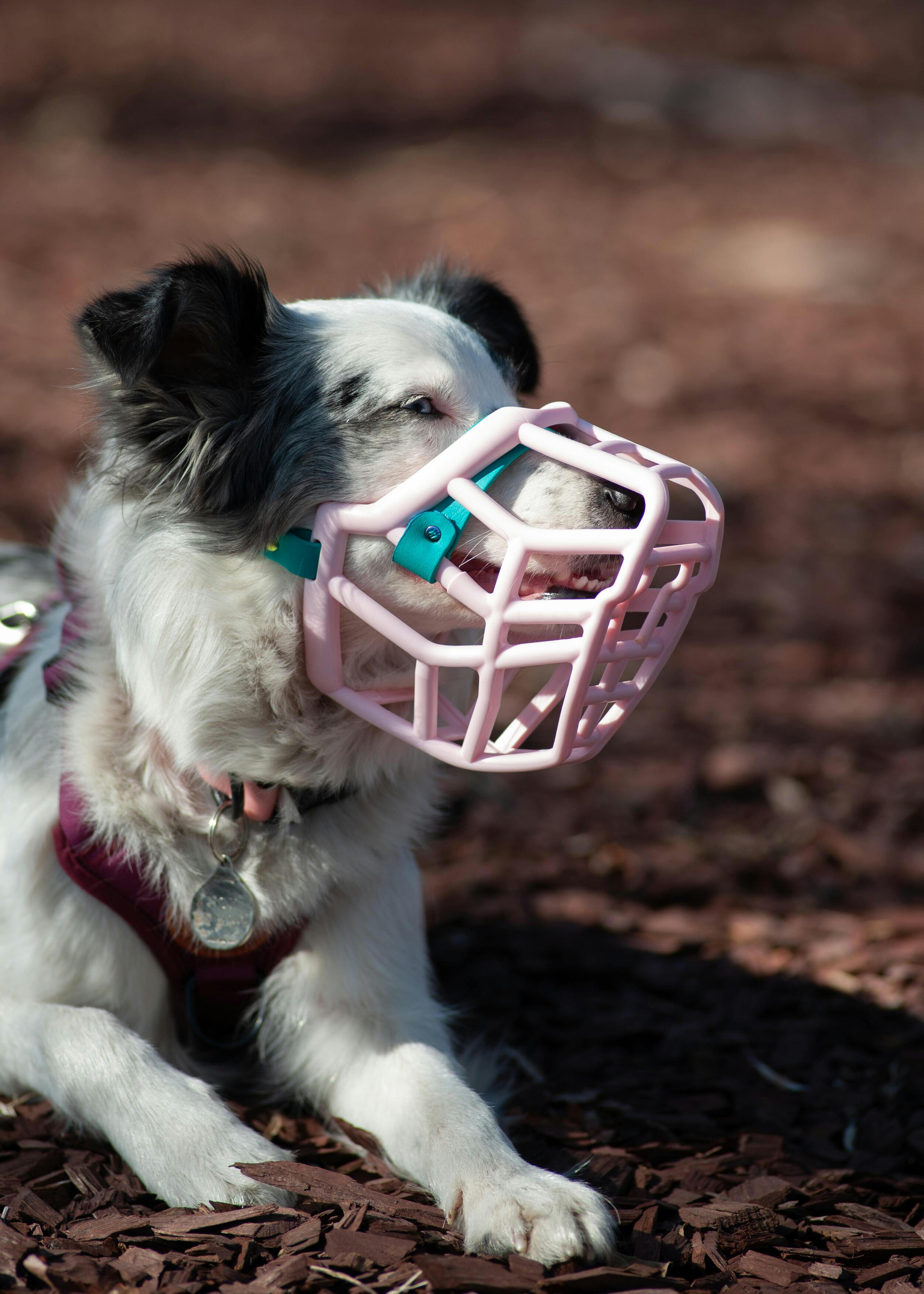 Size Neli– The Muzzle Movement