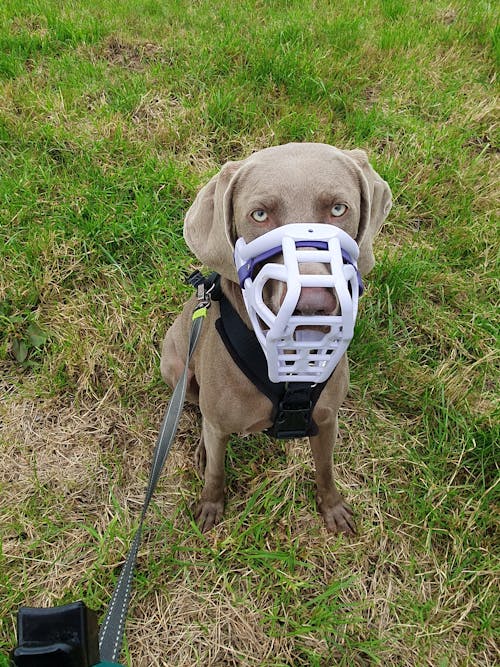 Dog Muzzles | Custom-Made | The Muzzle Movement