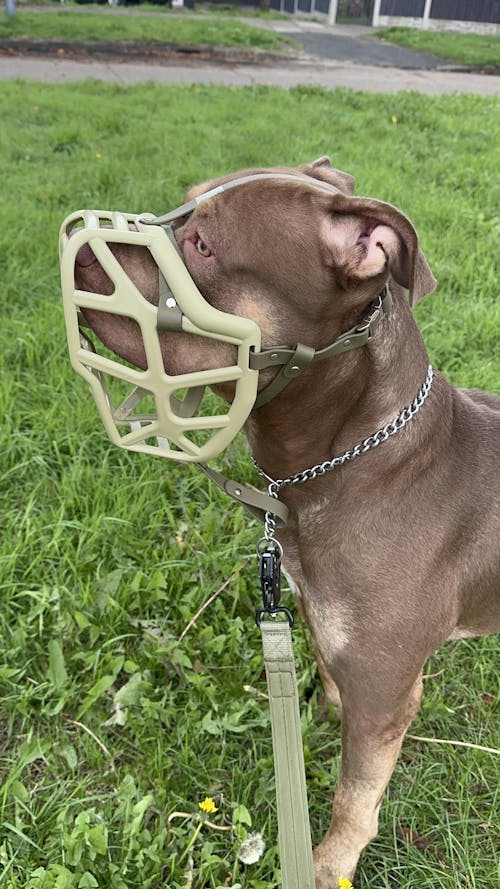 Dog Muzzles | Custom-Made | The Muzzle Movement